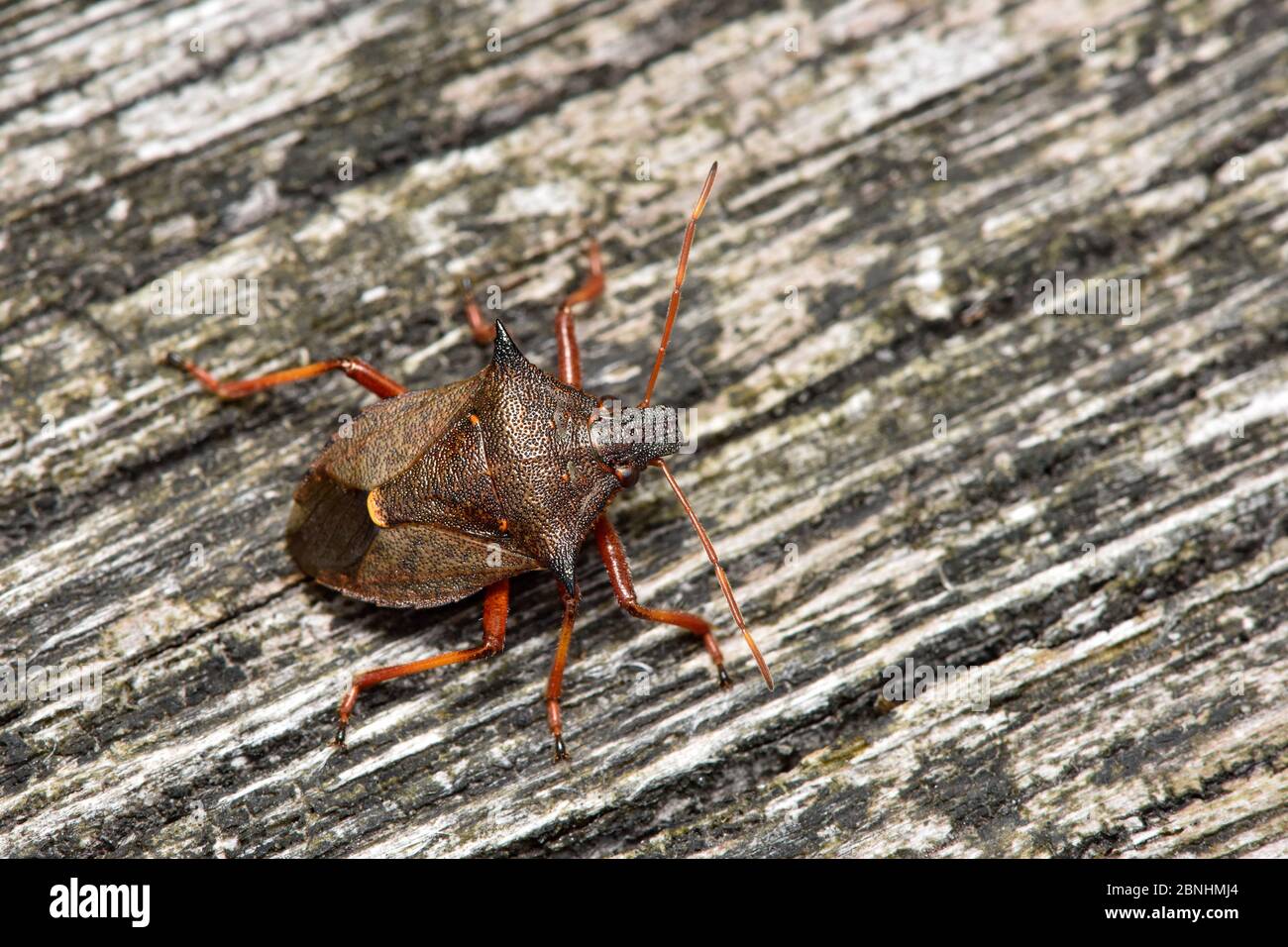 Spiked shield bug hi-res stock photography and images - Alamy