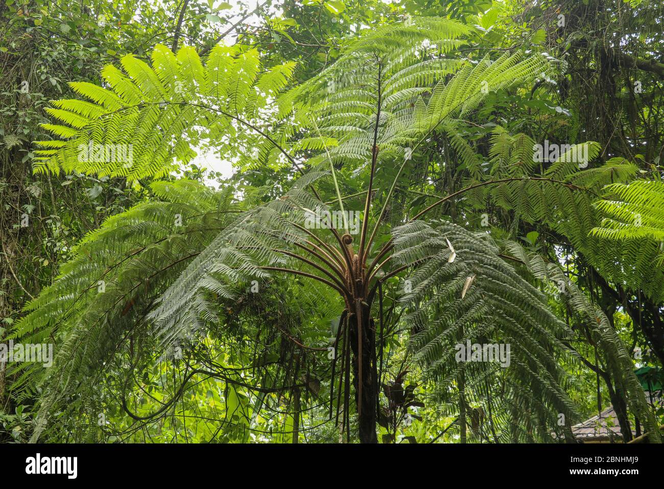 Crown of tropical tree Cyathea Arborea. Close up of branches of Stock ...