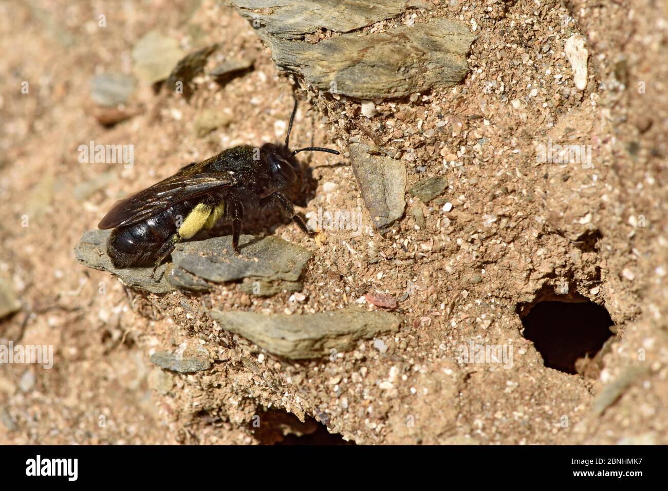 Cliff mining bee hi-res stock photography and images - Alamy