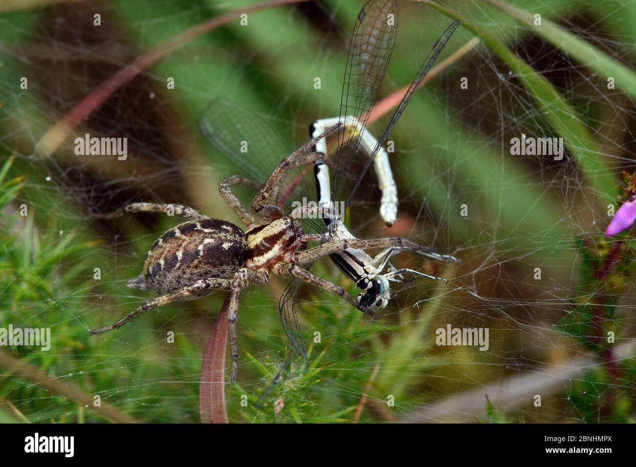 Labyrinth Spider (Agelena labyrinthica) adult with damselfly prey ...