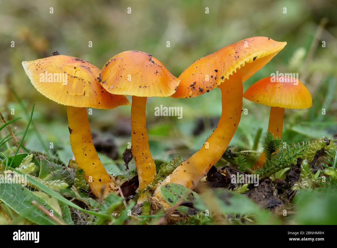 Golden Waxcap High Resolution Stock Photography and Images - Alamy