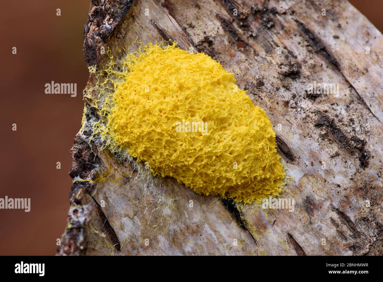 Slime mold (Fuligo septica) on dead silver birch log, Buckinghamshire ...
