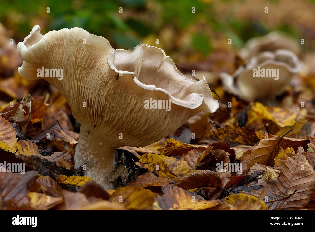 Giant funnel fungus (Leucopaxillus giganteus) uncommon species ...