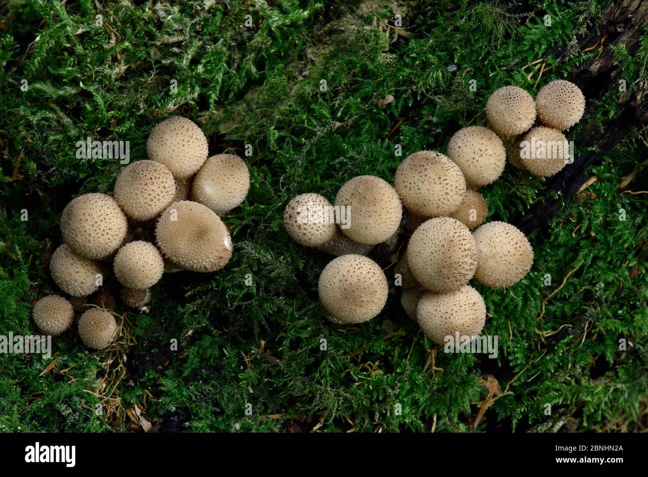 Stump puffball (Lycoperdon pyriforme) on mossy tree stump ...