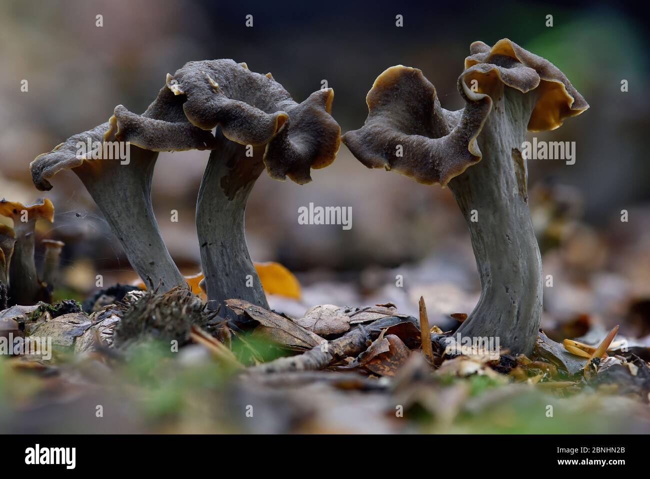 Horn of plenty fungus (Craterellus cornucopioides) trumpet shaped fungi ...