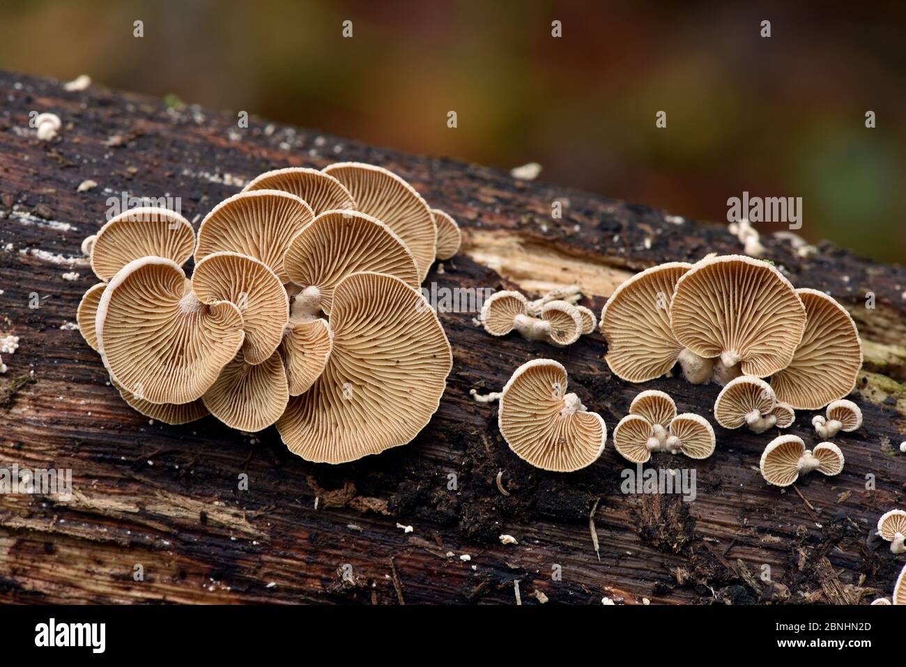 Claudopus multiformis hi-res stock photography and images - Alamy