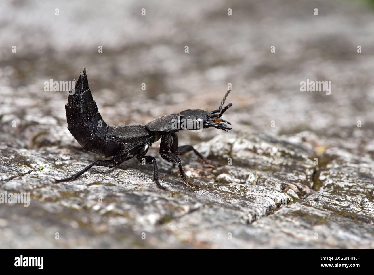 Devils coach horse beetle (Ocypus olens) in defensive posture with tail ...