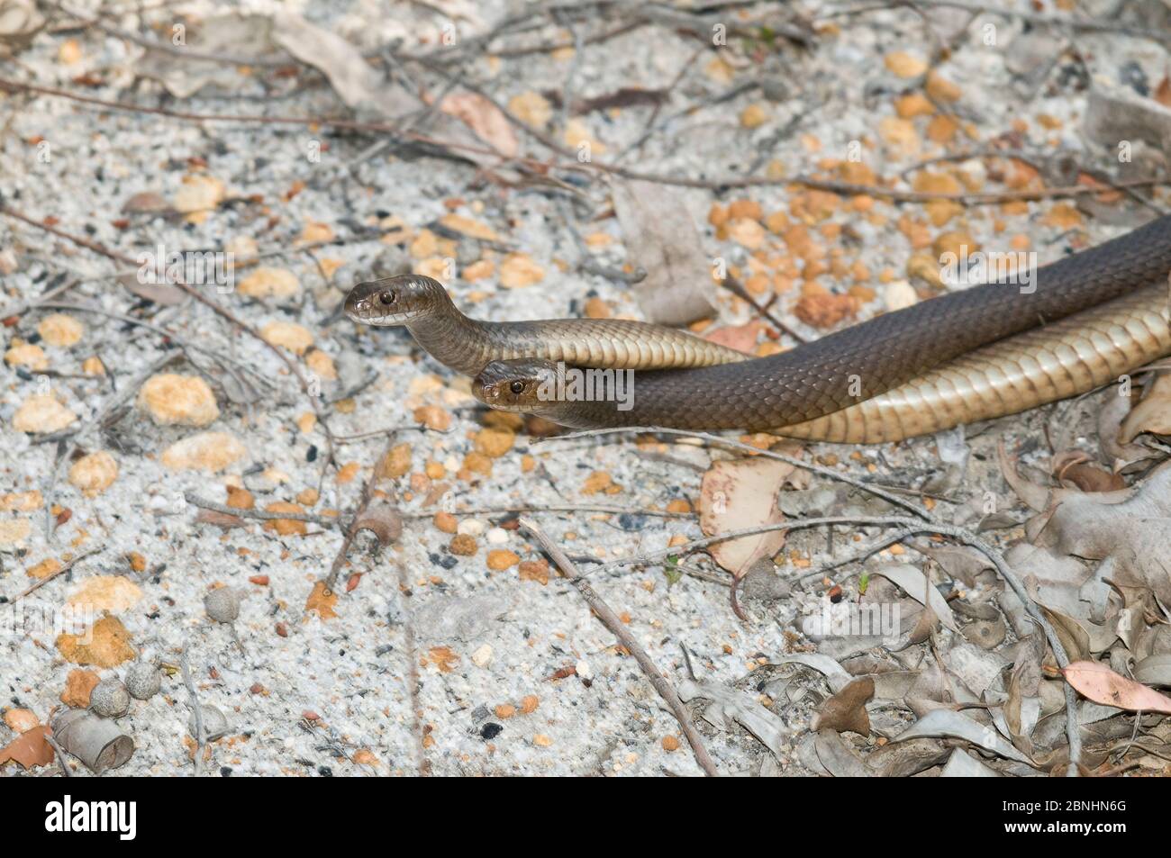 Pseudonaja affinis western australia hi-res stock photography and ...