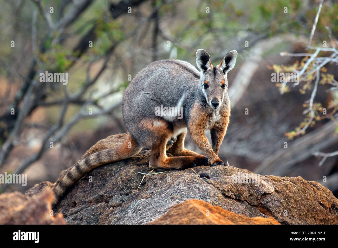 Yellow-footed Rock-wallaby (Petrogale xanthopus subsp. celeris) - Gowan ...