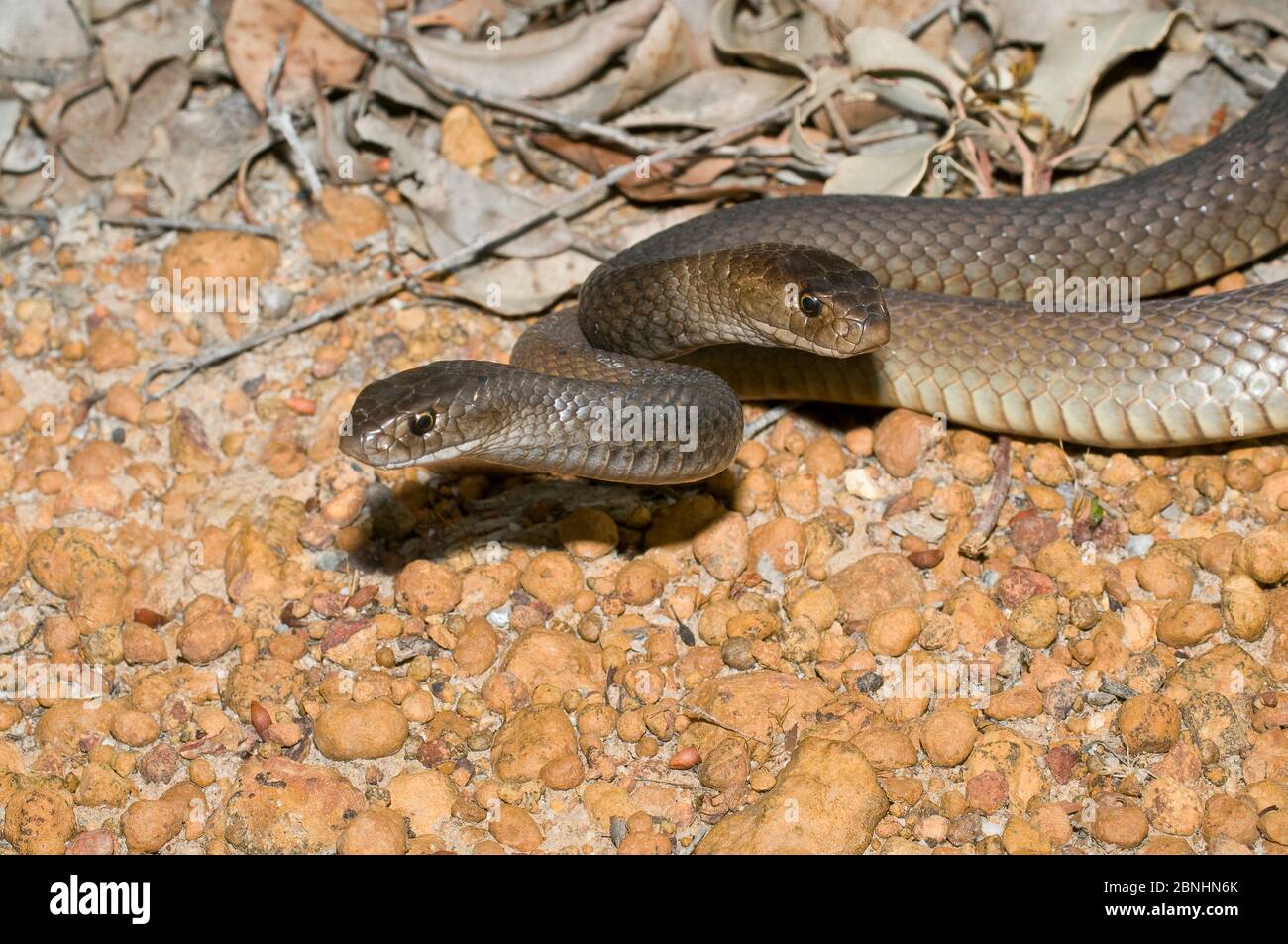 Western brown snake pseudonaja nuchalis hi-res stock photography and images - Alamy