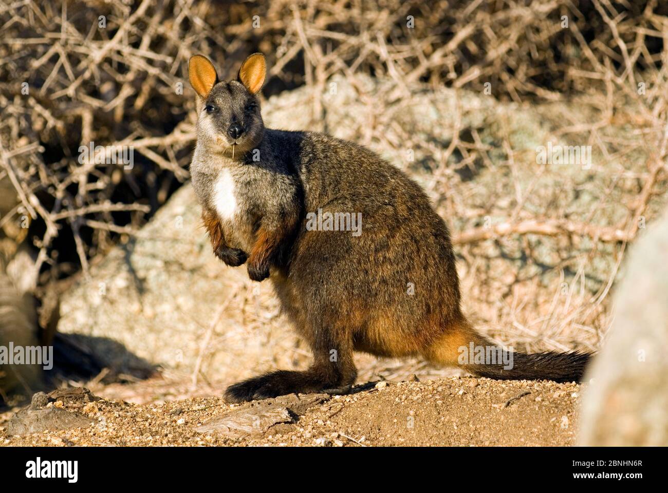 Petrogale longicauda hi-res stock photography and images - Alamy