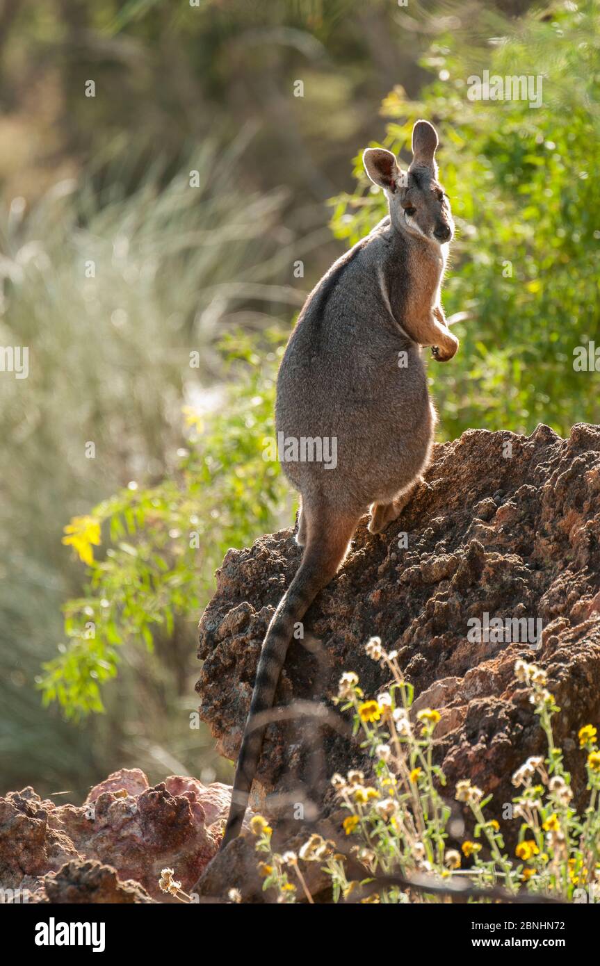 Yellow-footed rock-wallaby (Petrogale xanthopus subsp. celeris) rear ...