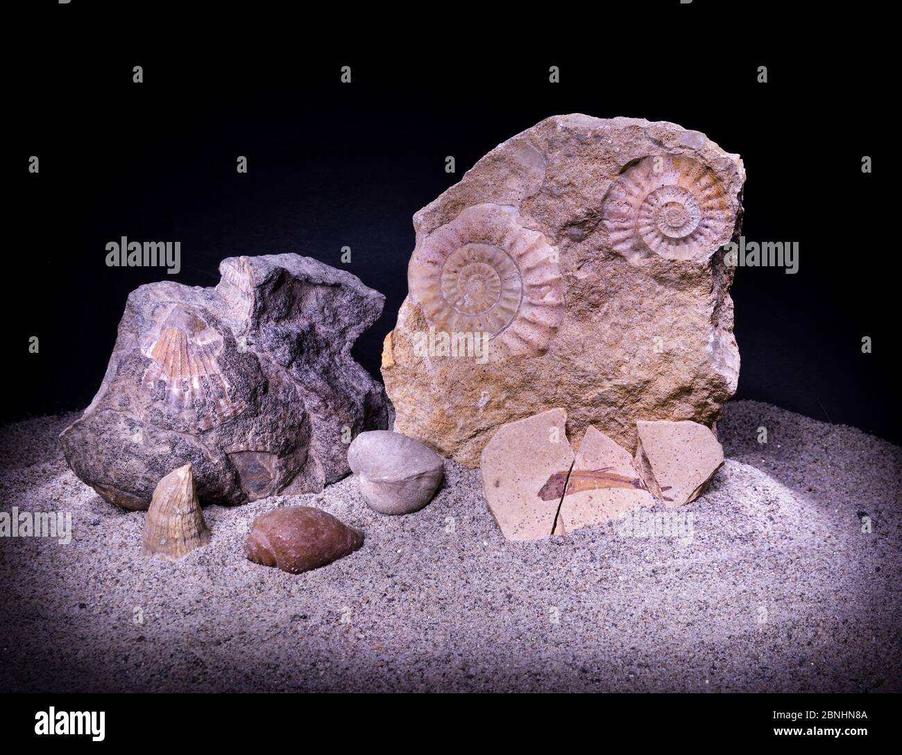 Closeup fossilized ammonite extinct marine hi-res stock photography and ...