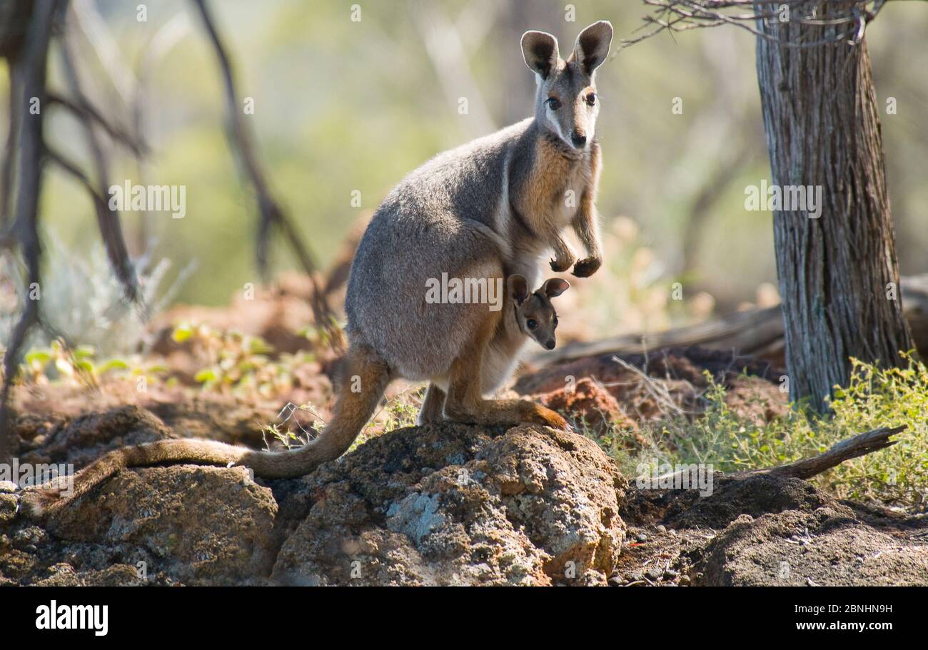 Yellow-footed rock-wallaby (Petrogale xanthopus subsp. celeris) mother ...