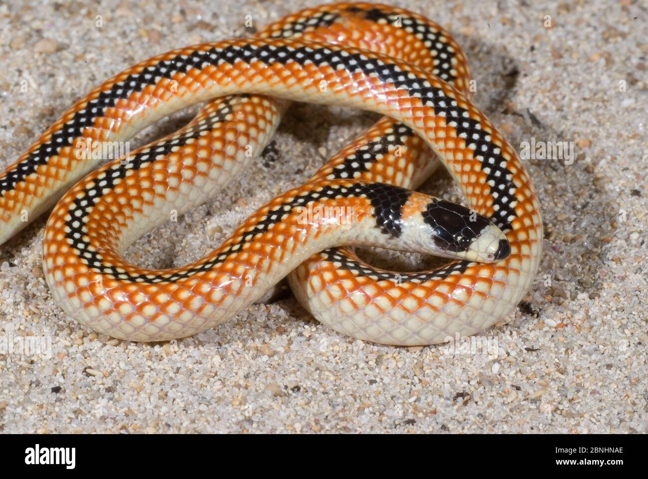 Black-striped burrowing snake (Neelaps calonotus) endemic of coastal ...
