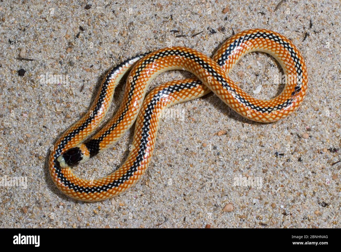 Black-striped burrowing snake (Neelaps calonotus) endemic of coastal ...