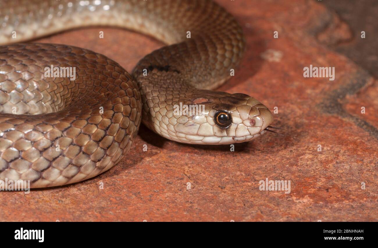 Western Brown Snake