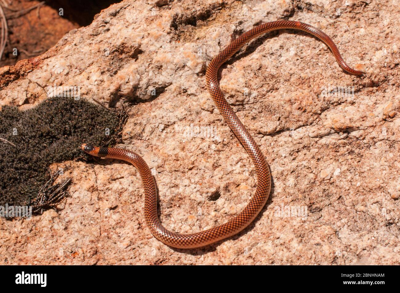 Western black naped snake hi-res stock photography and images - Alamy