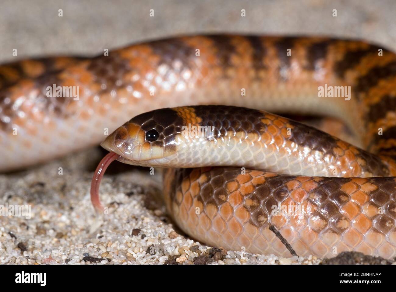 Southern shovel-nosed snake (Brachyurophis semifasciatus) coastal sand ...