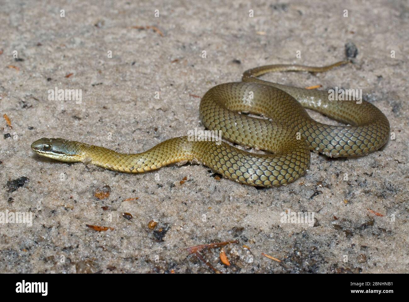 Crowned snake (Elapognathus coronatus) endemic to south-western Western ...