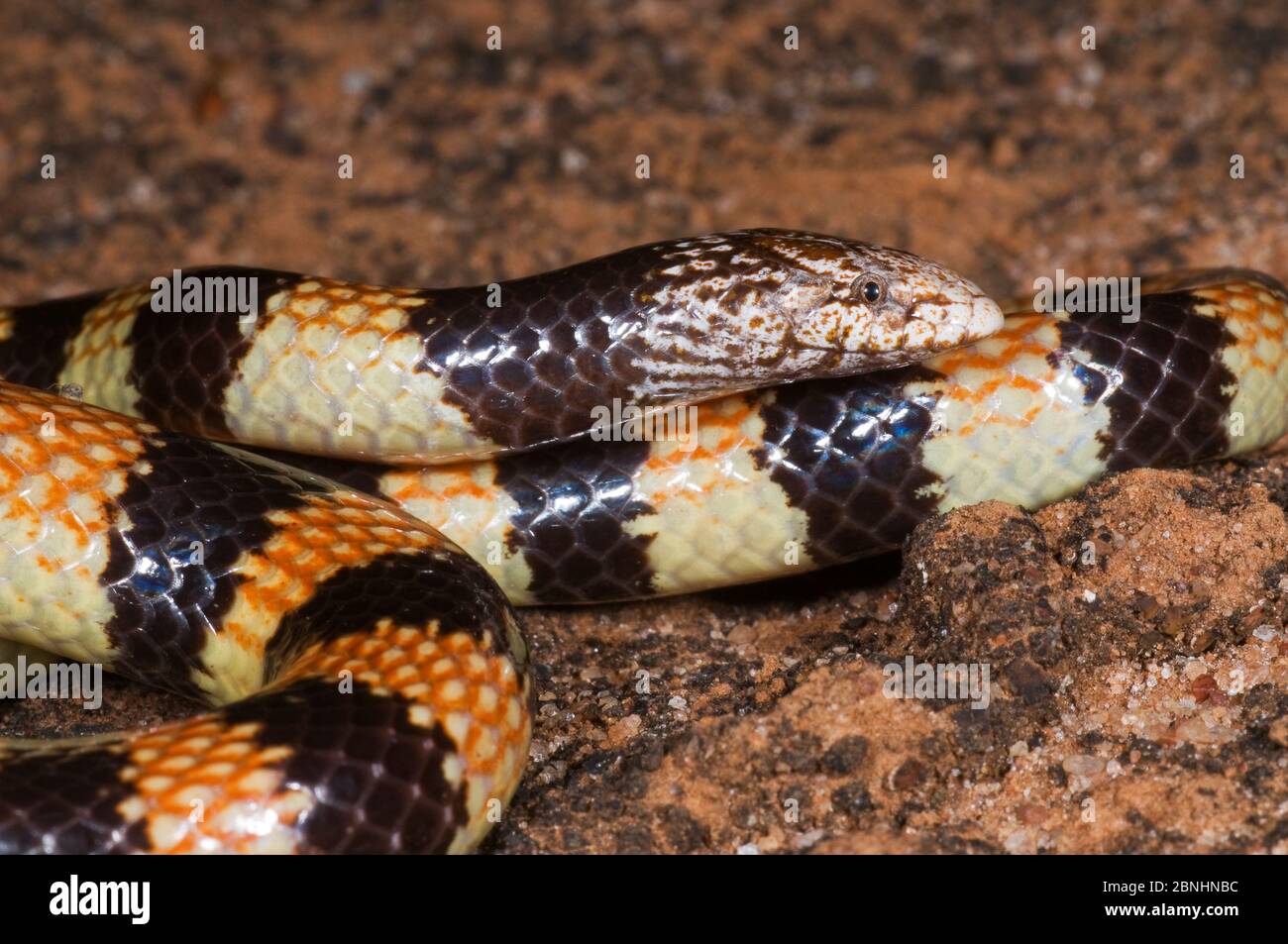 Southern desert banded snake hi-res stock photography and images - Alamy