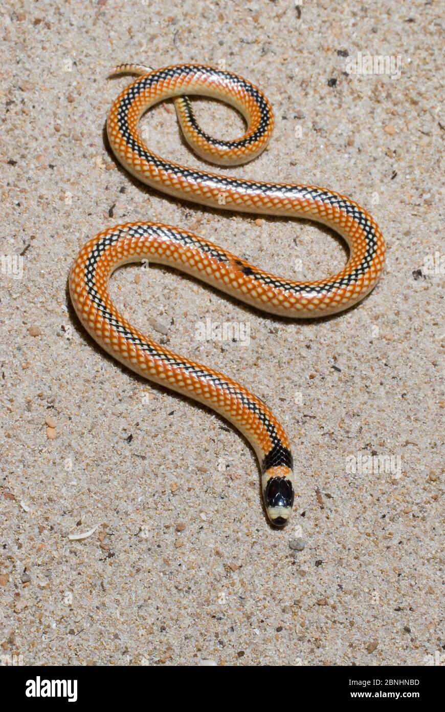 Black striped burrowing snake hi-res stock photography and images - Alamy