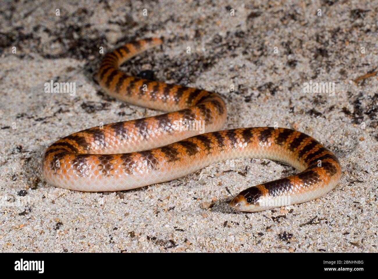 Southern shovel-nosed snake (Brachyurophis semifasciatus) coastal sand ...