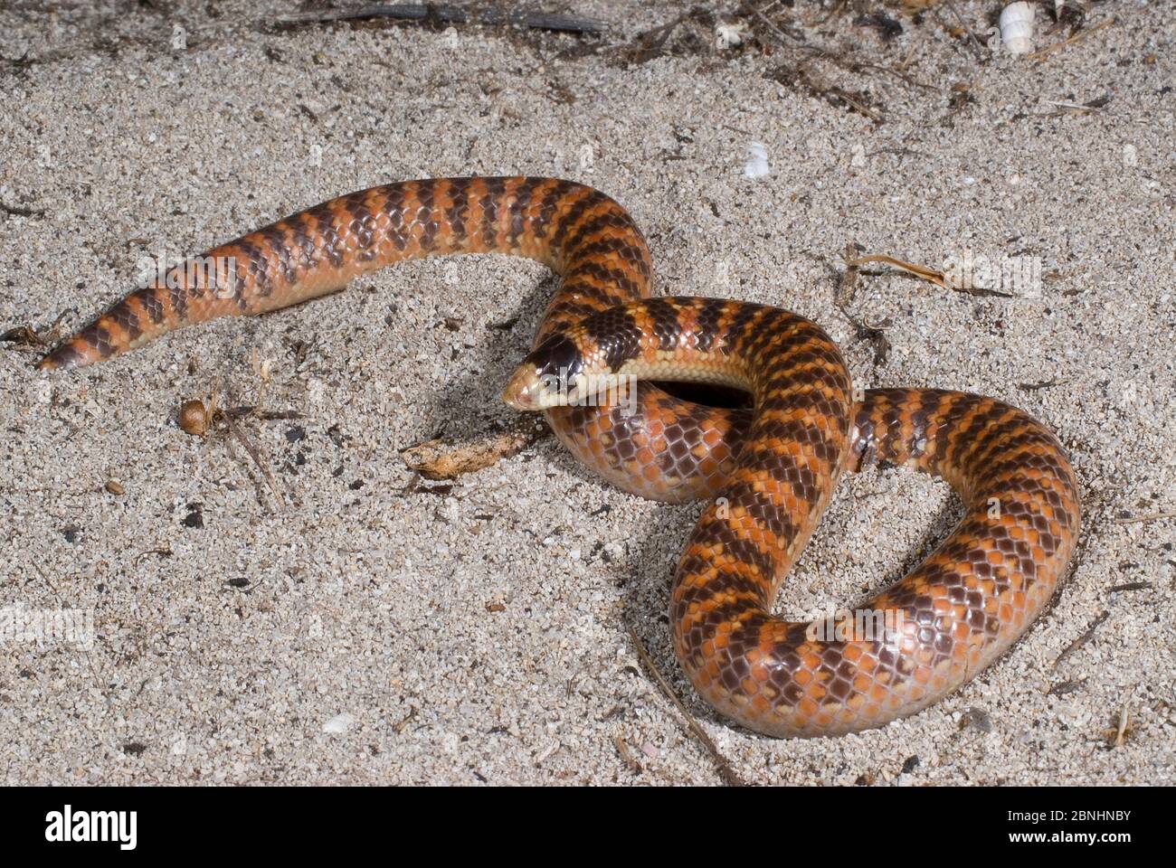 Southern shovel-nosed snake (Brachyurophis semifasciatus) coastal sand ...