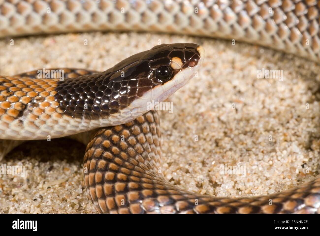 Goulds hooded snake hi-res stock photography and images - Alamy