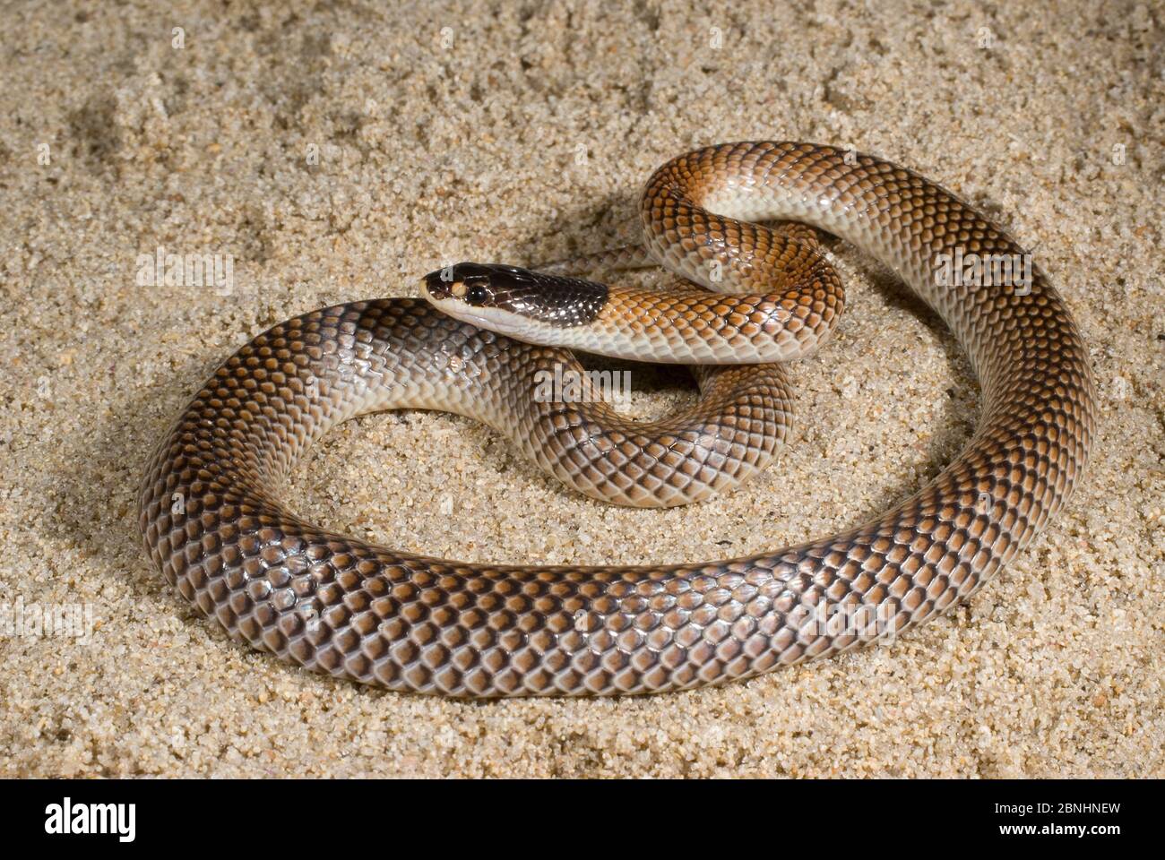 Goulds snake hi-res stock photography and images - Alamy