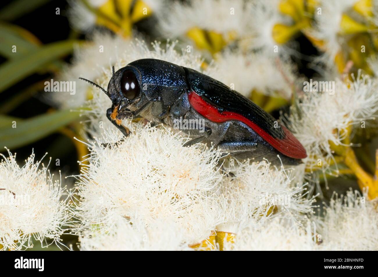 Temognatha ducalis hi-res stock photography and images - Alamy