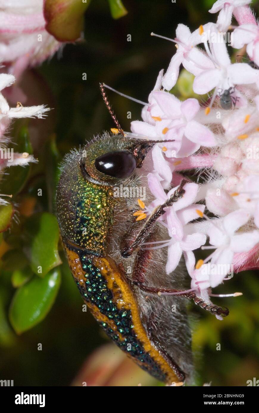 Red spotted jewel beetle hi-res stock photography and images - Alamy