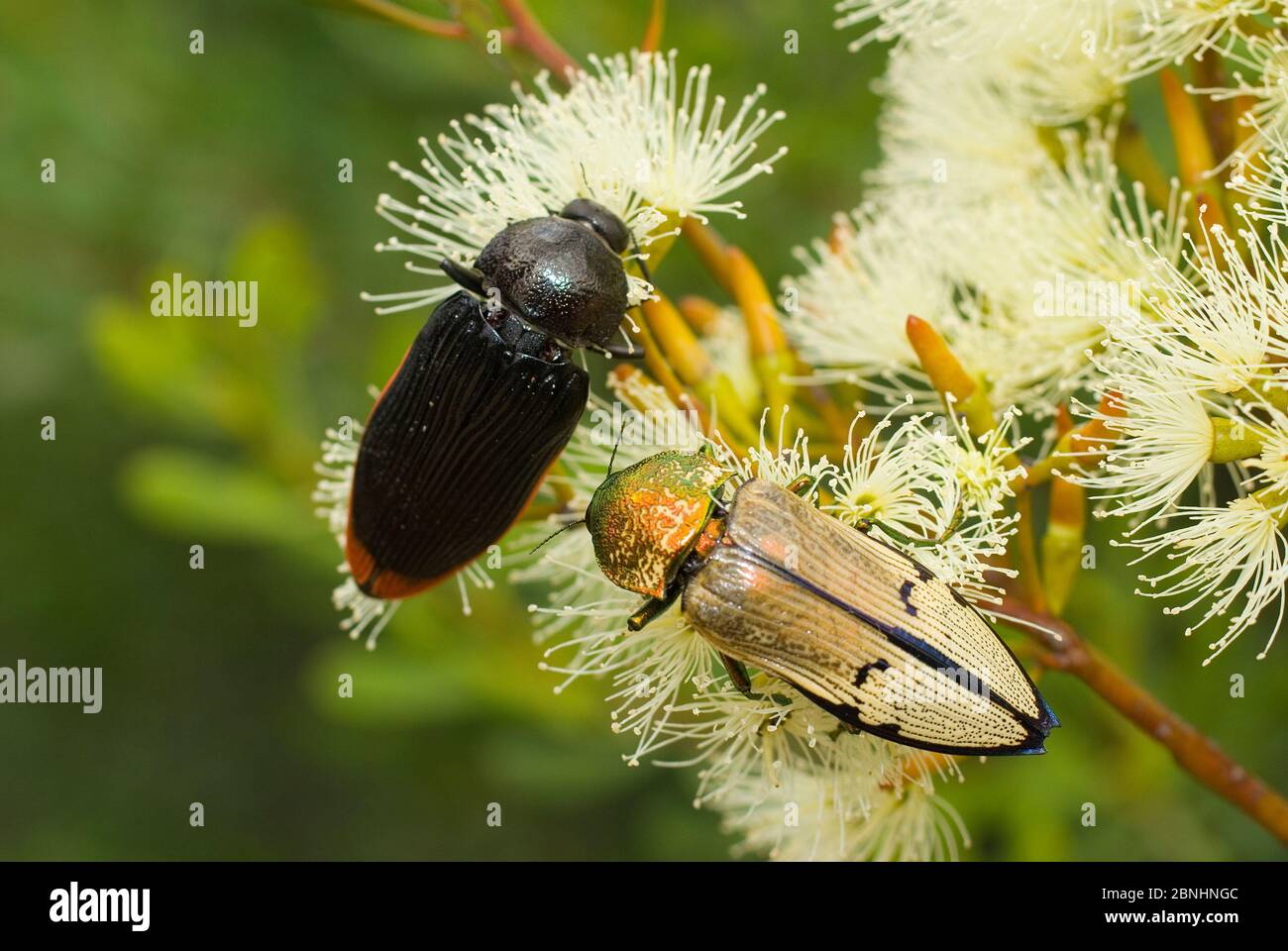 Jewel beetles (Temoghatha parvicollis and Temognatha chevrolati ...