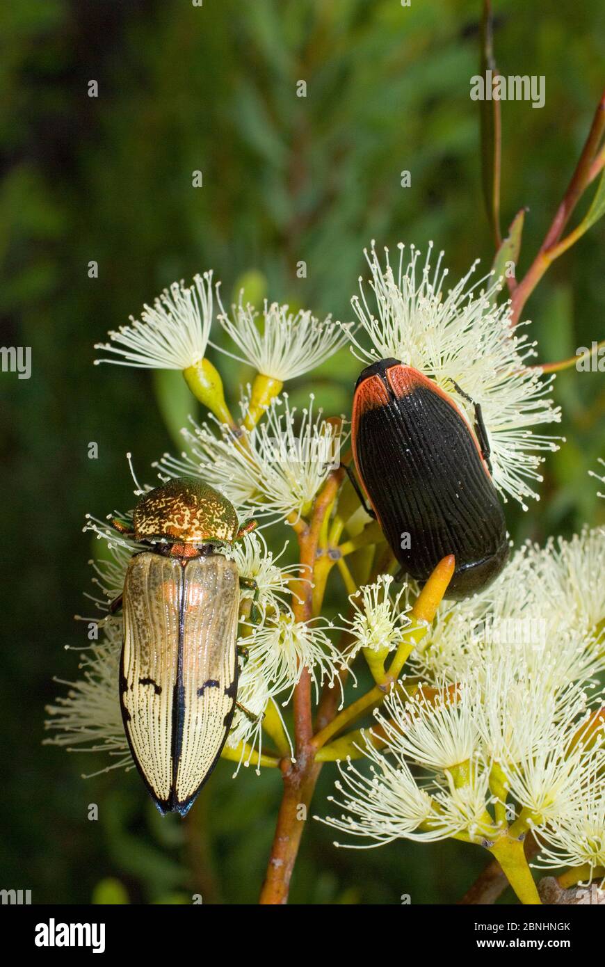 Jewel beetles (Temoghatha parvicollis and Temognatha chevrolati ...
