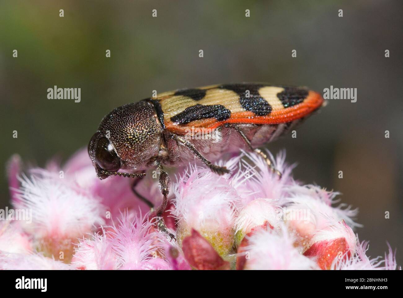 Castiarina simulata hi-res stock photography and images - Alamy
