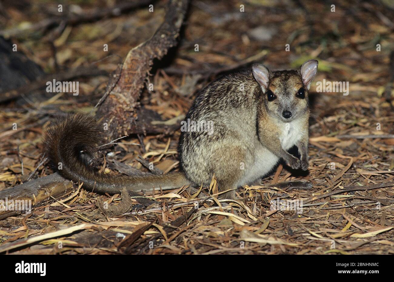 Monjon hi-res stock photography and images - Alamy