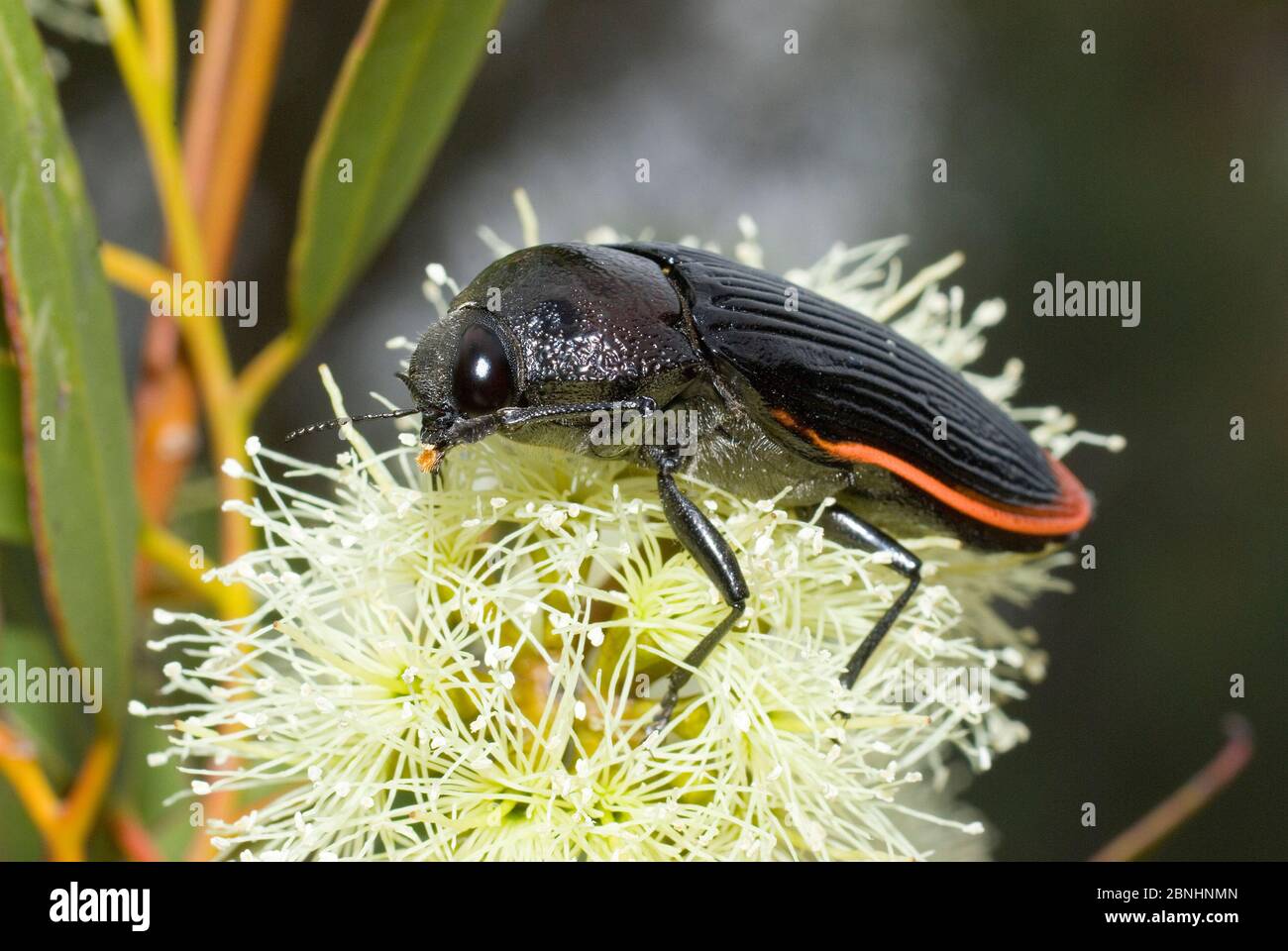Red spotted jewel beetle hi-res stock photography and images - Alamy