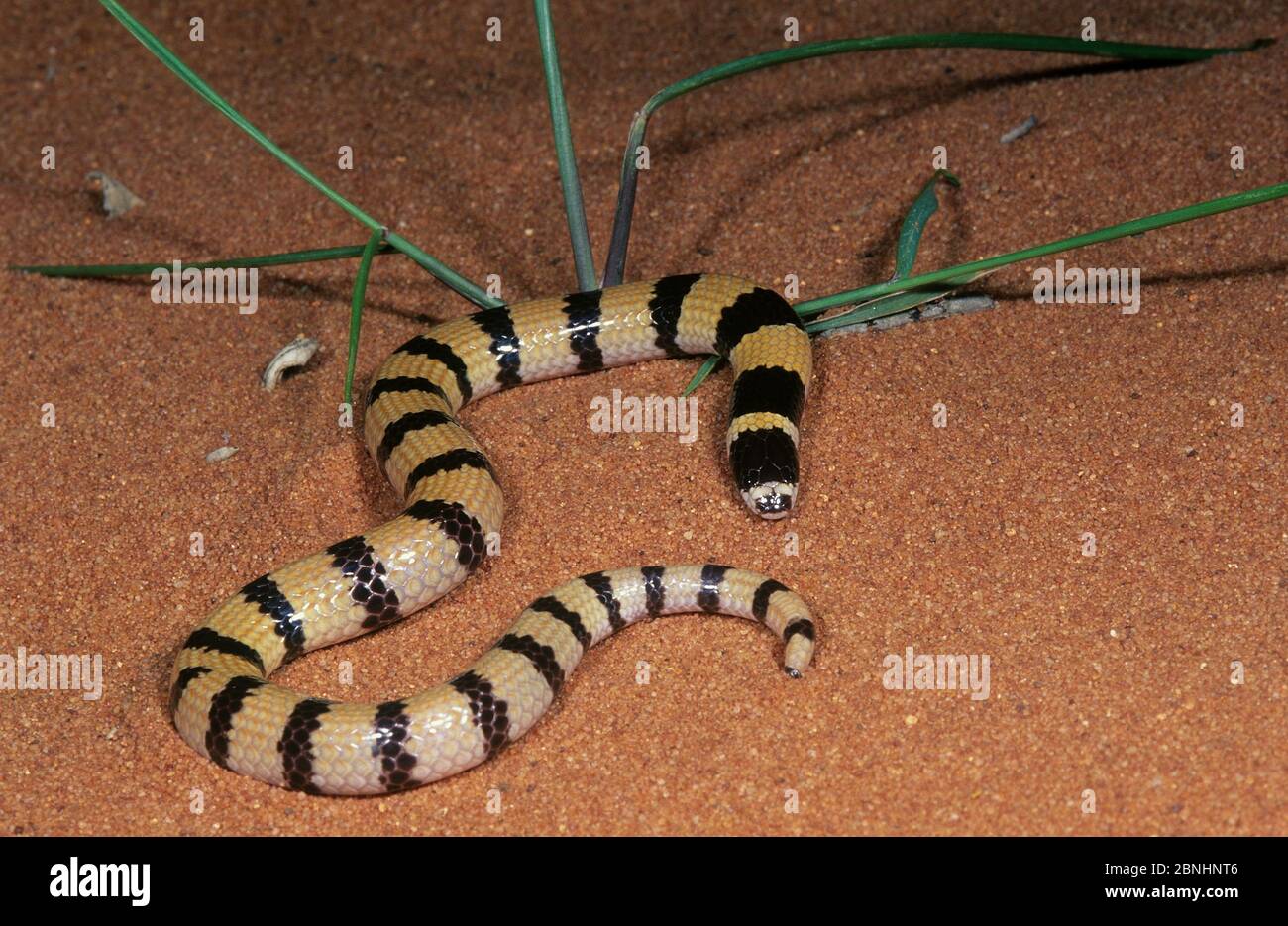 Australian Desert Snakes