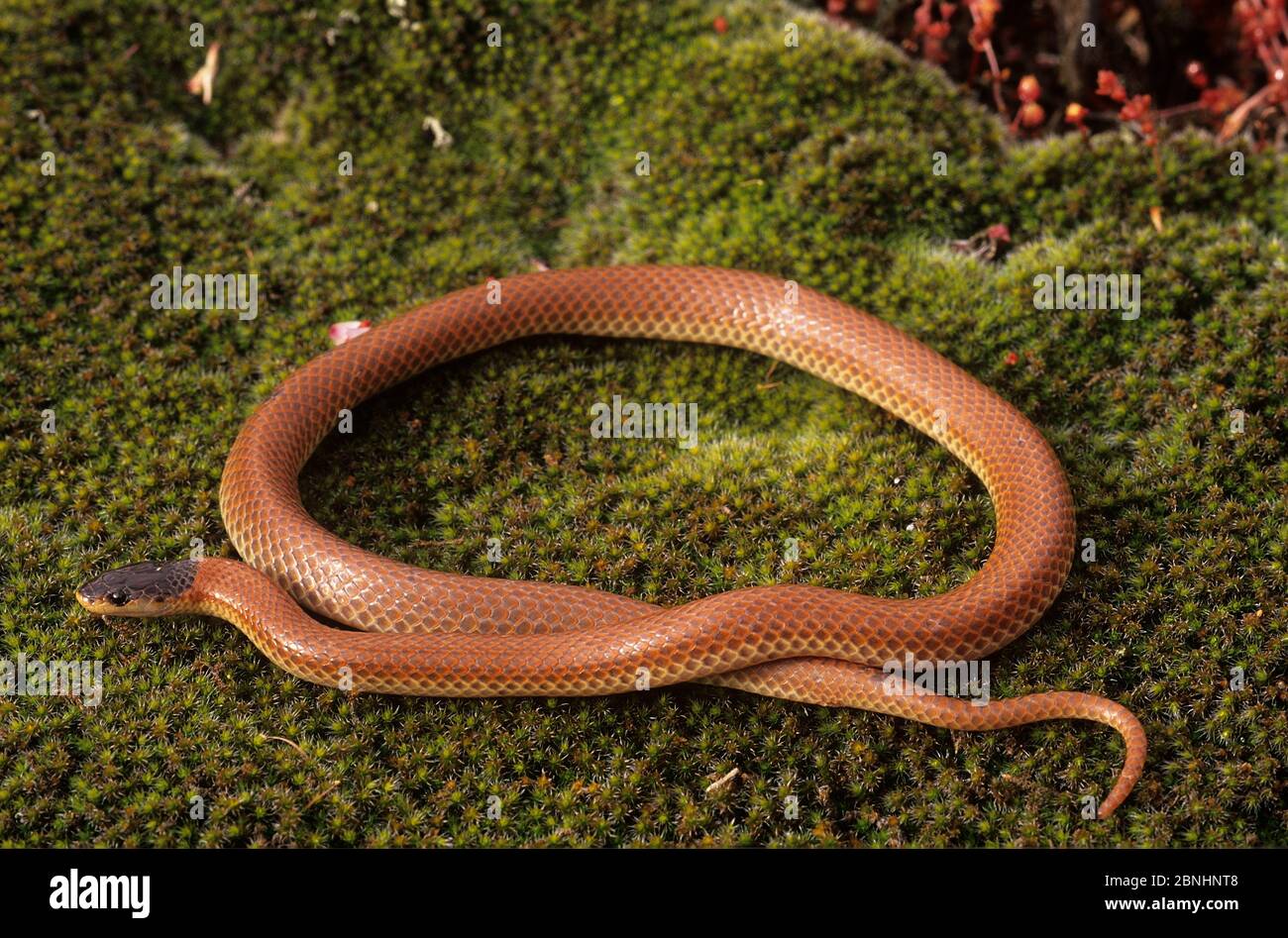 Monk snake (Parasuta monachus) Charles Darwin Reserve, Western ...