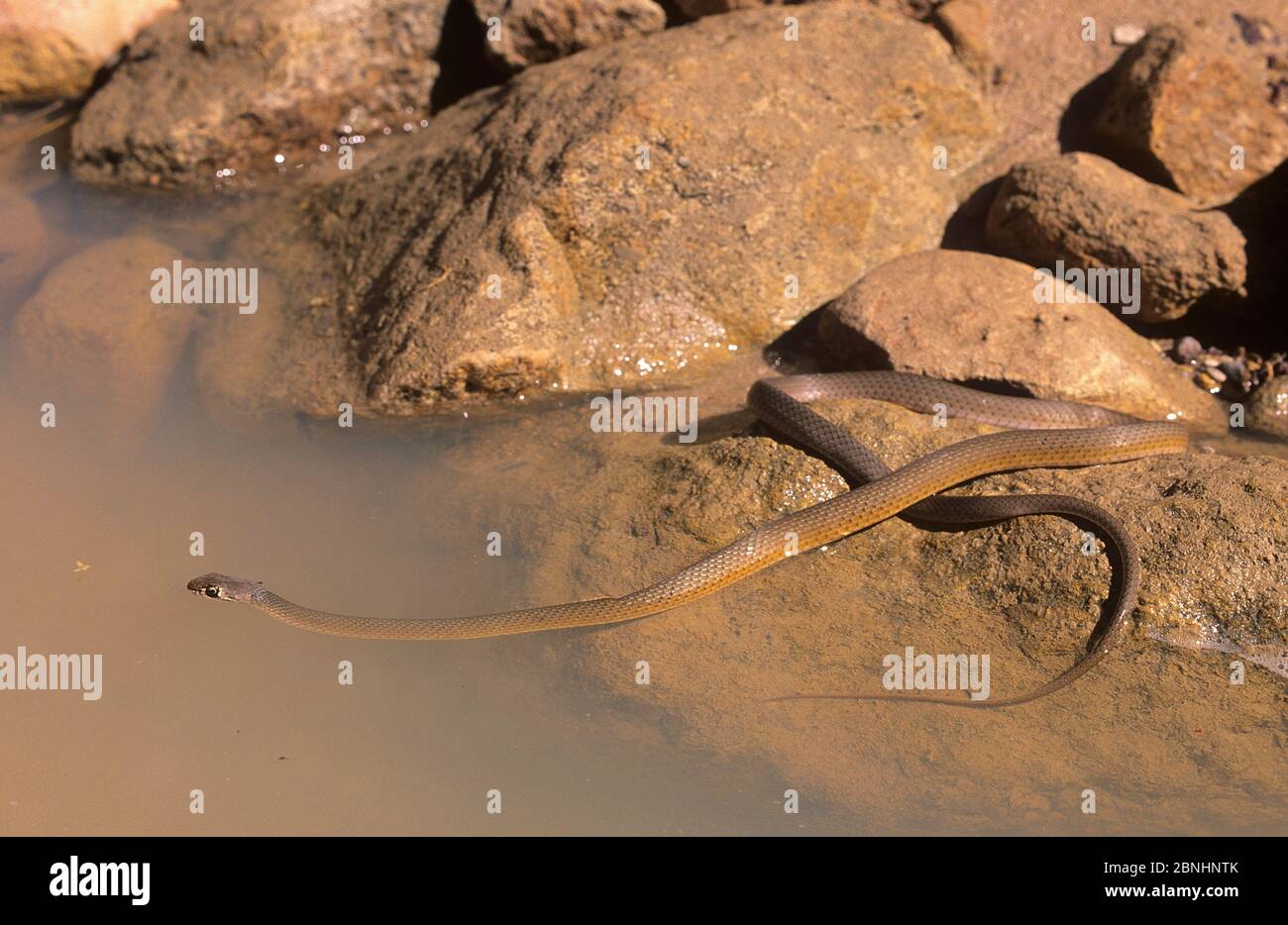 Narrow-headed whipsnake (Demansia angusticeps) entering water, Edgar ...