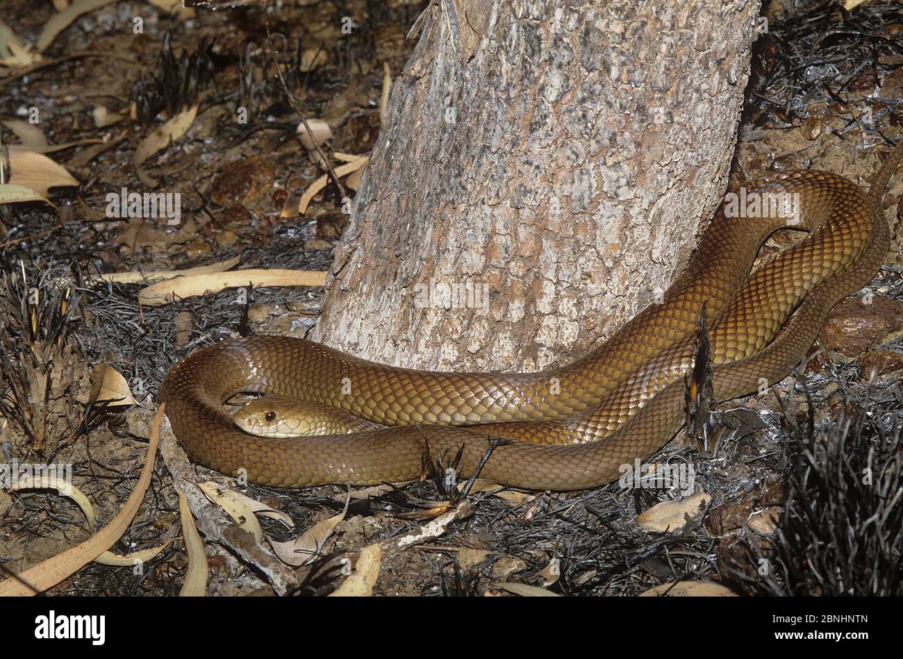 Naja australis hi-res stock photography and images - Alamy