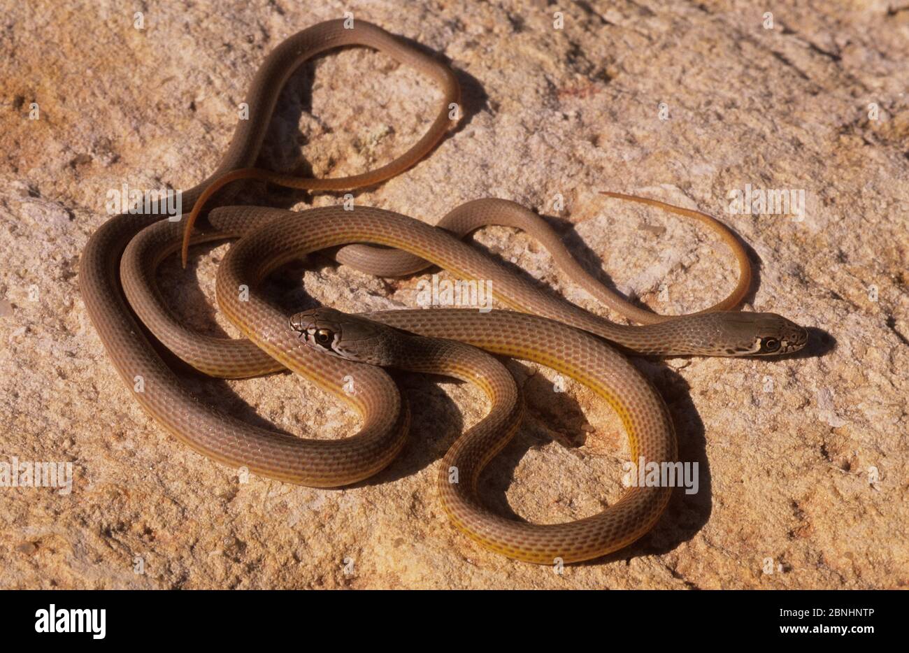 Narrow-headed whipsnake (Demansia angusticeps) two juveniles, Edgar ...