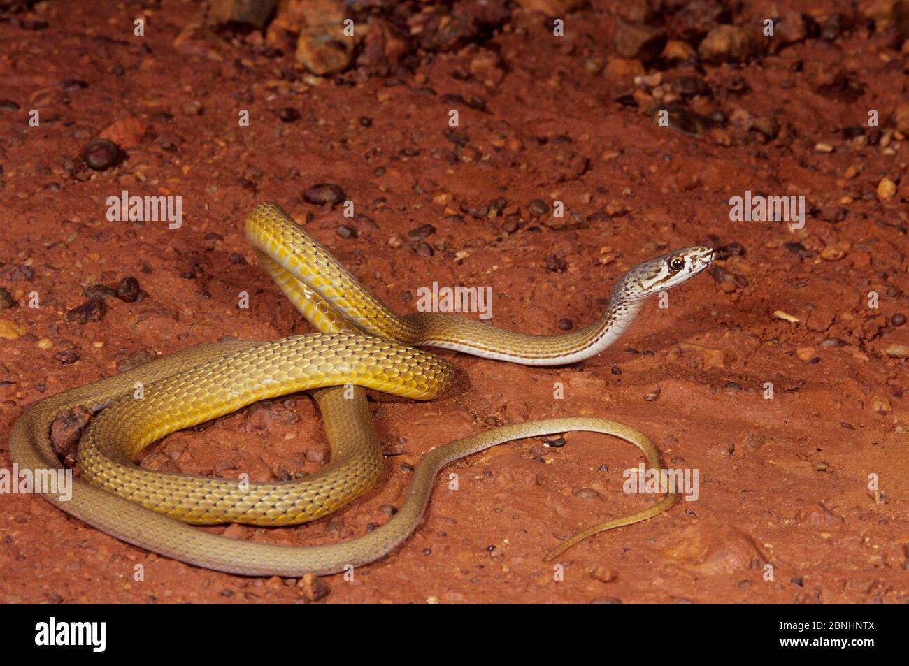 Narrow headed whipsnake hi-res stock photography and images - Alamy