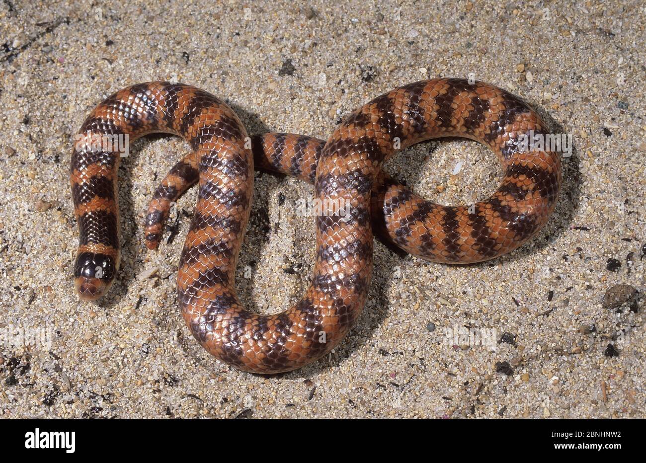 Southern shovel-nosed snake (Brachyurophis semifasciatus) Perth ...