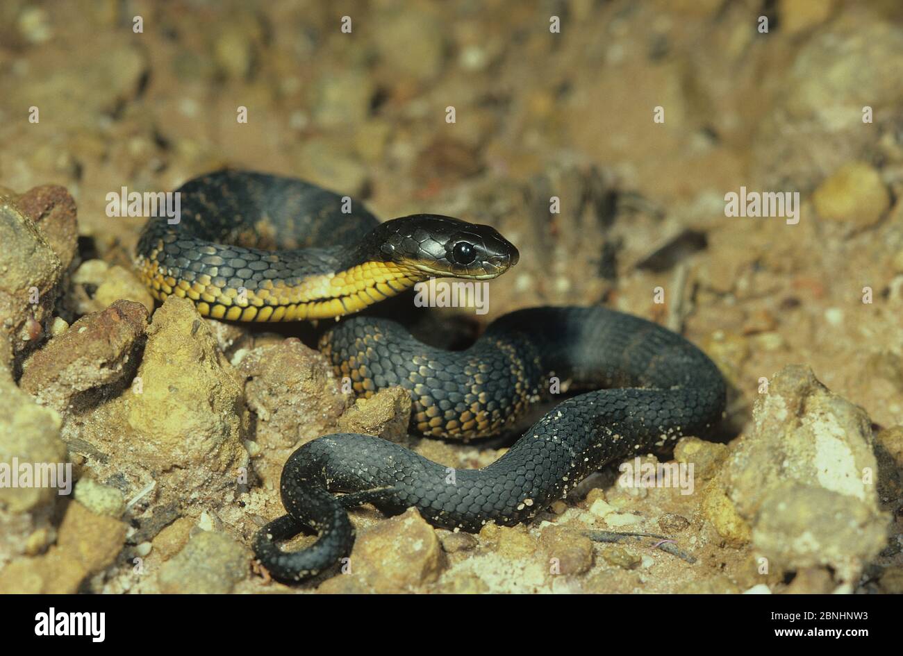 Western tiger snake (Notechis scutatus subsp. occidentalis) juvenile ...