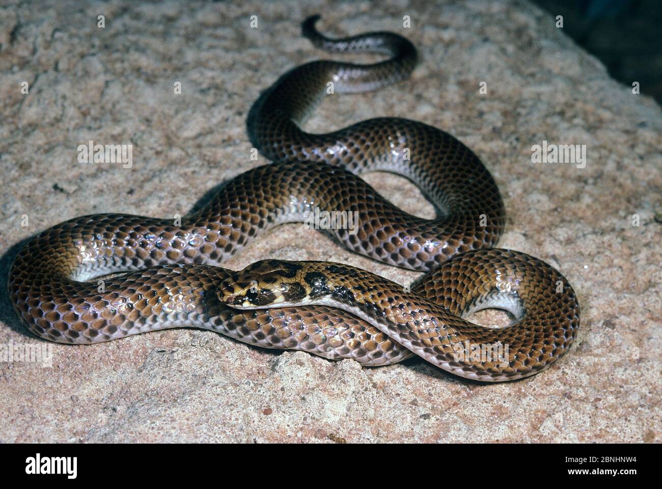 Spotted snake (Suta punctata) near Kununurra, Western Australia, July ...