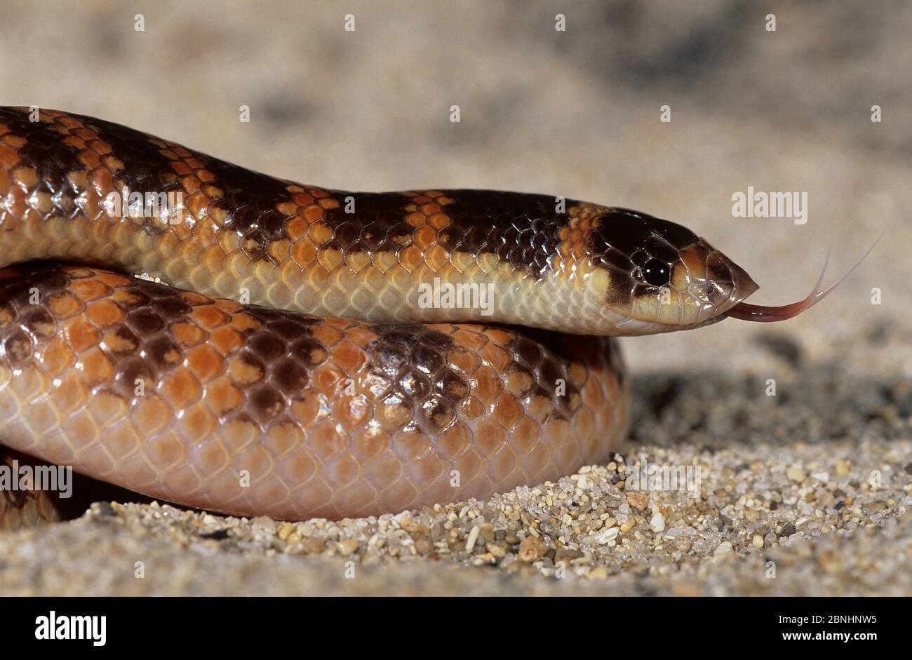 Southern shovel-nosed snake (Brachyurophis semifasciatus) with tongue ...