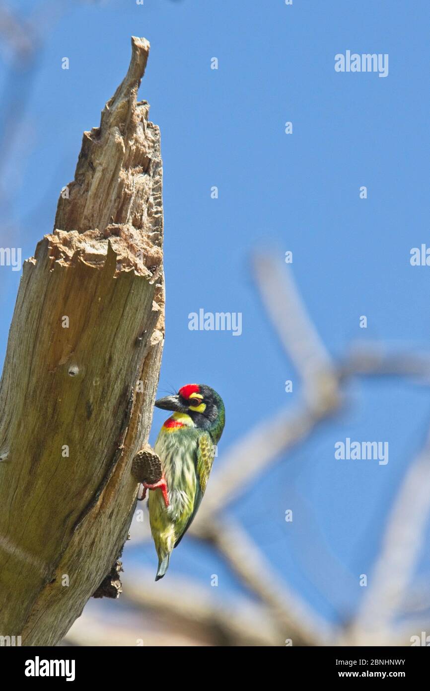 Coppersmith Barbet, (Megalaima haemacephala) on a dead tree in Uda ...