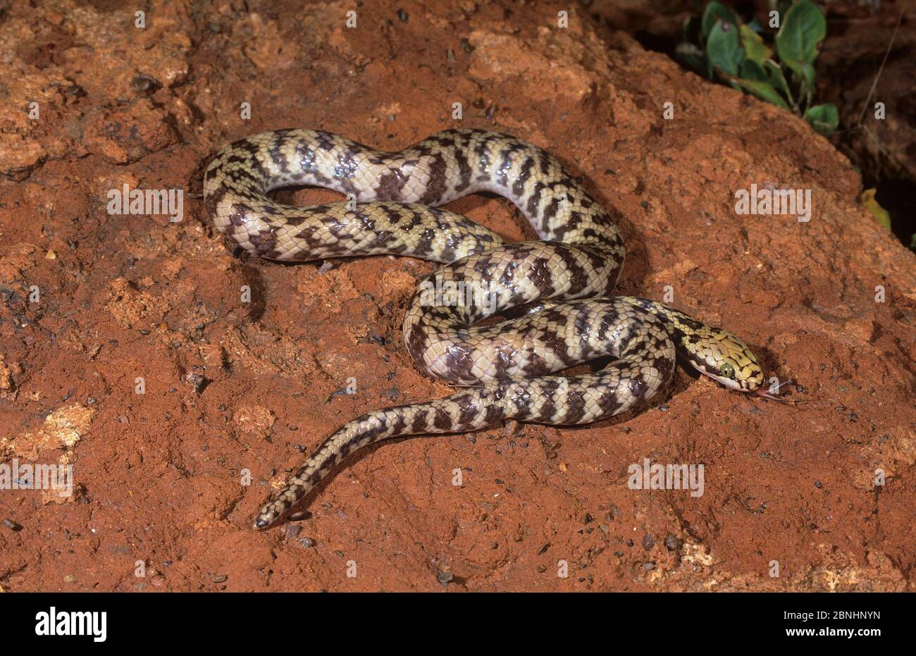 Rosen's snake (Suta fasciata) Western Australia, May. Venomous species ...