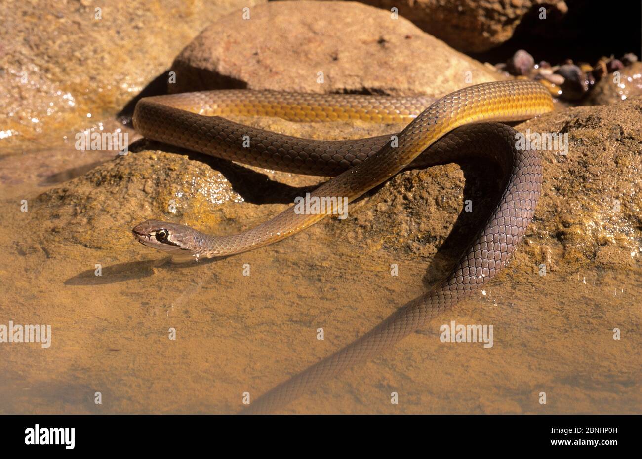 Narrow-headed whipsnake (Demansia angusticeps) with tail in water ...